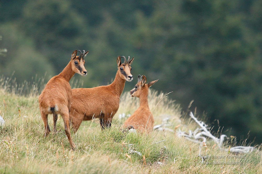 A la rencontre des isards de la vallée d'Ossau - Pyrénées - Vision Nature