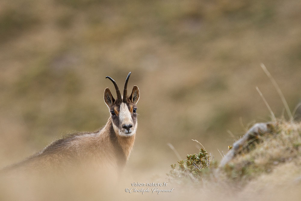 Actualités photo : Rencontre des isards de la vallée d'Ossau - Pyrénées.